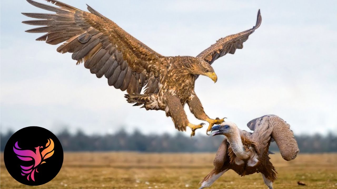 Golden Eagle’s Deadly Hunt Caught on Camera! - YouTube