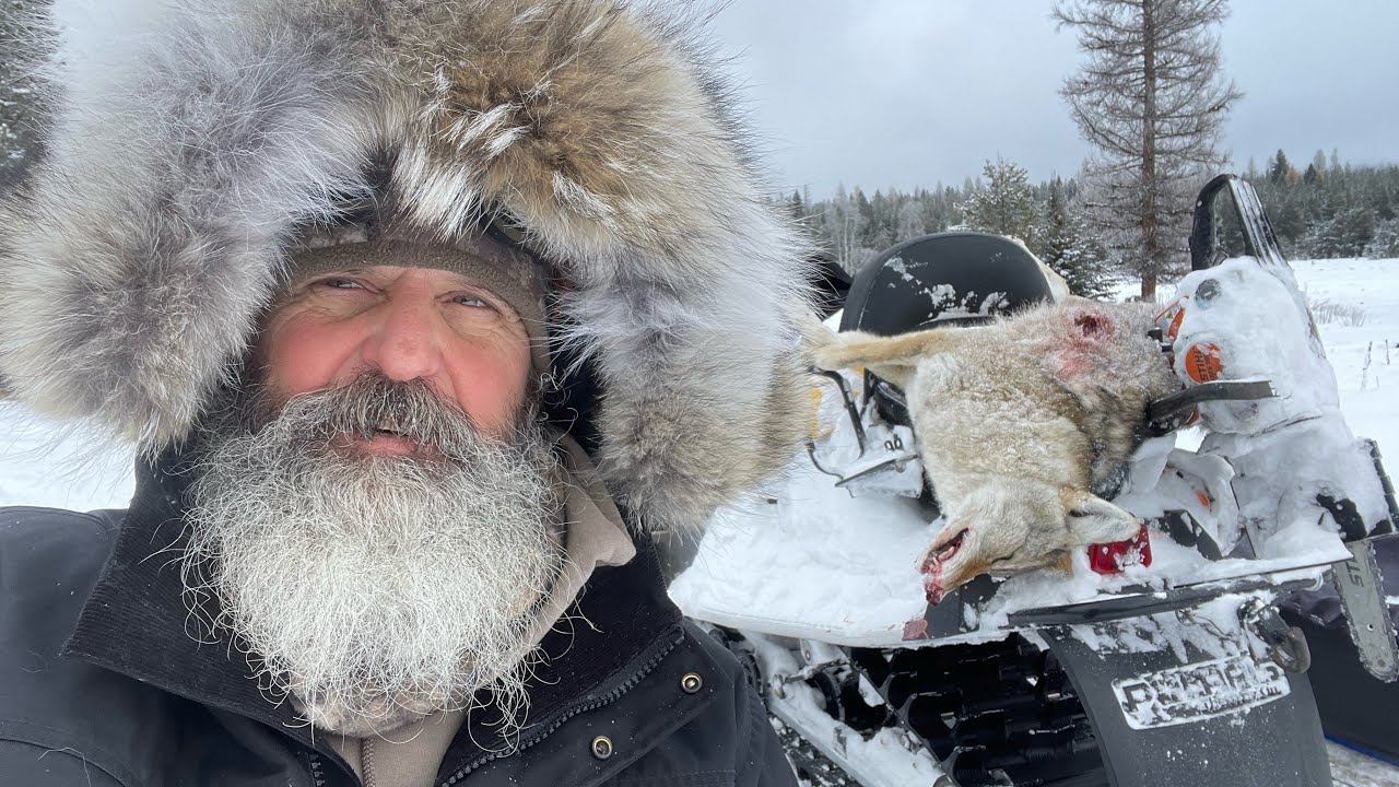 Logistics and cost to go Wolf trapping in Montana - YouTube