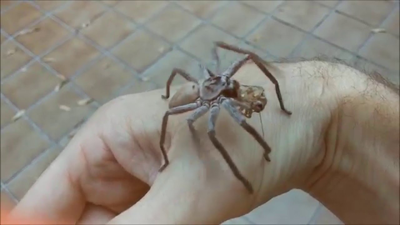 Tarantula Eating Cricket