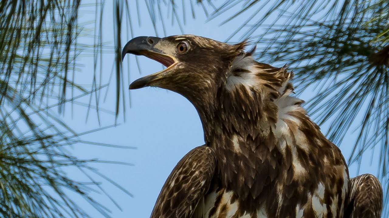 Nikon D850 - D500 - Nikkor 200-500mm - Juvenile Bald Eagles Bird ...