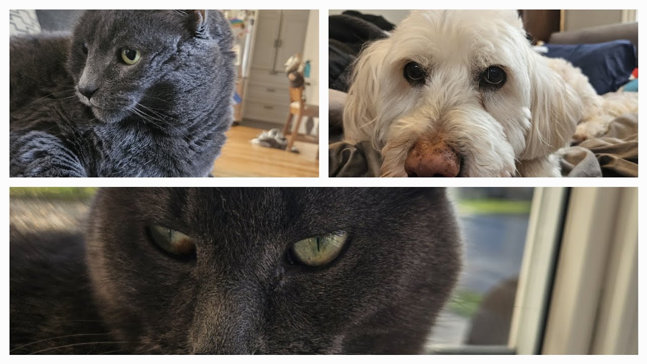 meet my pets🐩🐈‍⬛🐈‍⬛ - YouTube