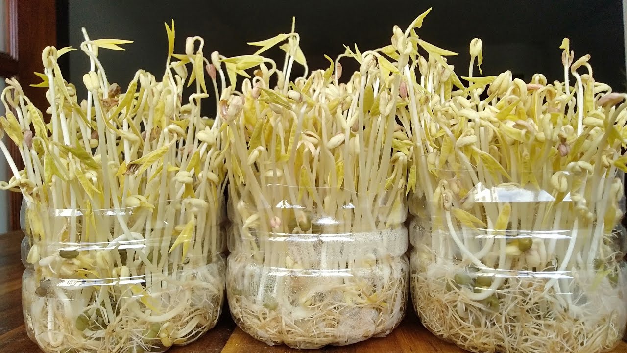 How to grow bean sprouts with recycled plastic bottles | CNO GARDEN 🪴 ...