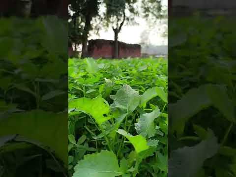 Barsim 🌱 #shorts #agriculture #kheti #gameplay #games - YouTube