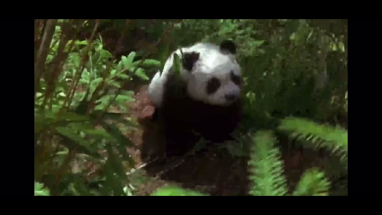 Panda Adventure (1995) Bear Trap scene HD - YouTube