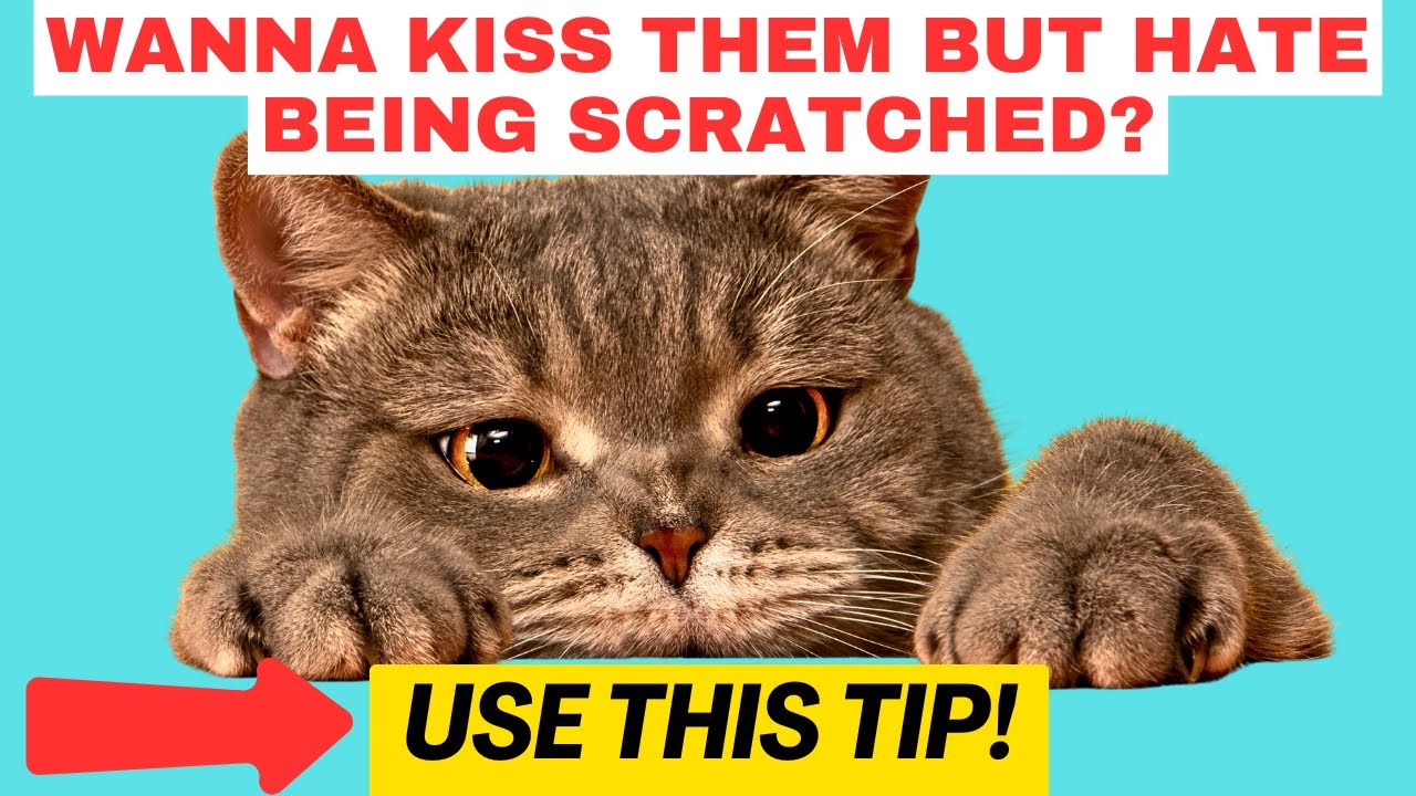 How to Kiss Your Cat Without Getting SCRATCHED Like a PRO! - YouTube