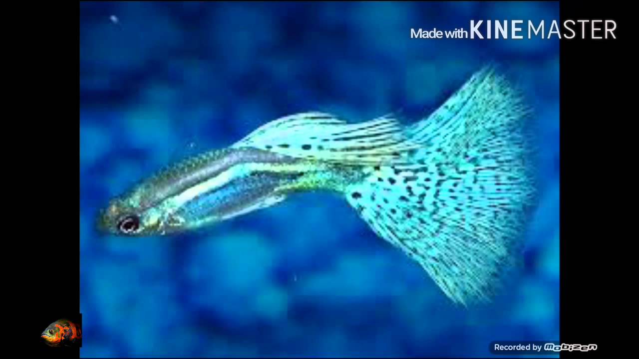 Cuidados del pez guppy - YouTube