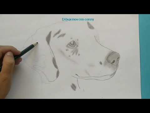 Como dibujar un Dálmata/How to draw a Dalmatian - YouTube