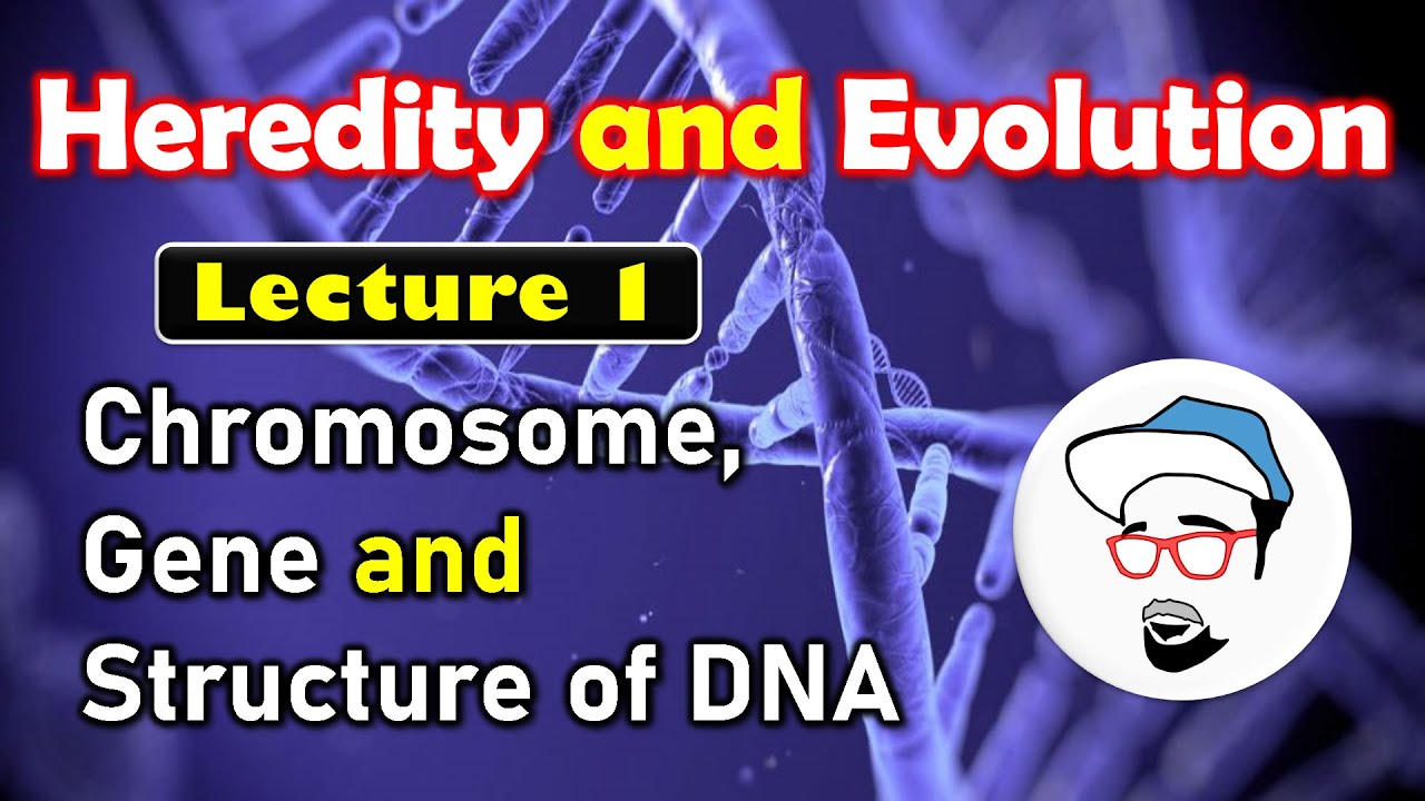 Chromosome, Gene and DNA structure || Heredity and Evolution Class 10 ...