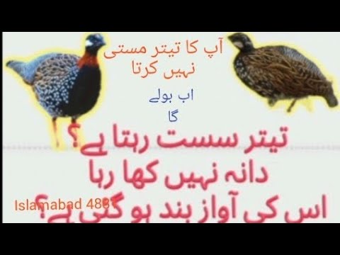تیتر کو تندرست اور مست کرنے کا طریقہ |      Islamabad 4881                             