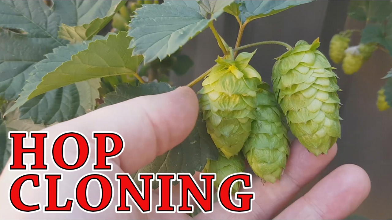Hop Cloning - Grow Your Own! - YouTube