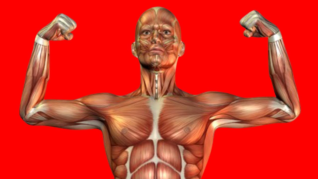 10 Fascinating Facts About Your Body That Remain Unknown to You. - YouTube