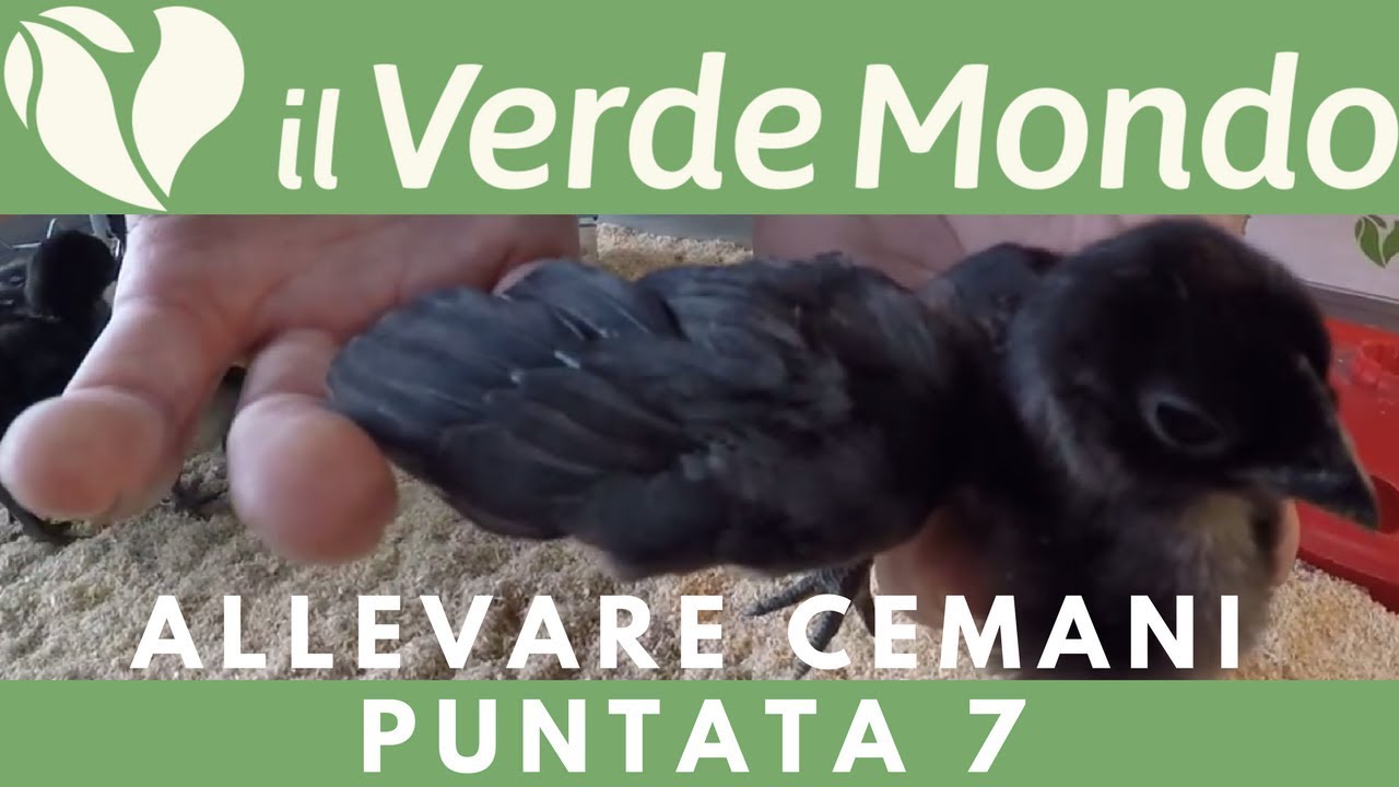 Allevare Cemani | Puntata 7 | Pulcini giorno 11 - YouTube
