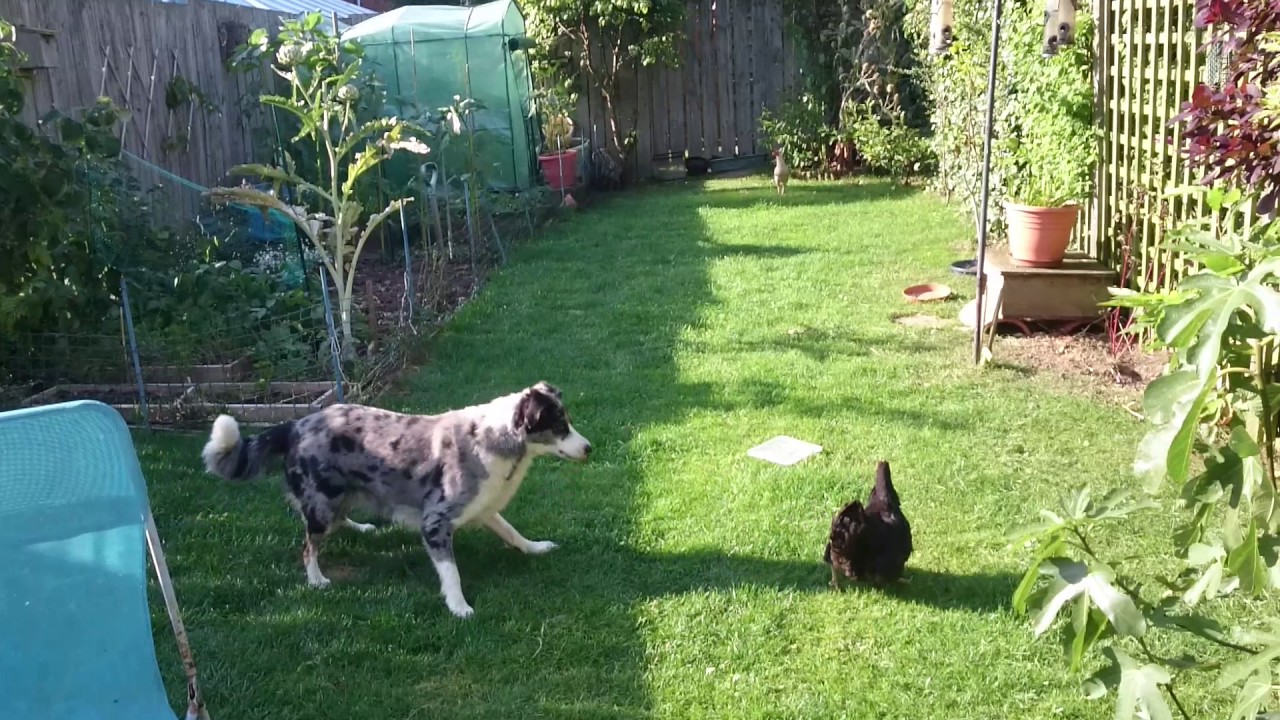 Wynadott bantam Chicken attacking my blue merle border collie - YouTube