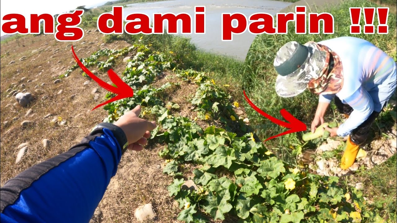 Catch and Cook || madami parin bunga ang ligaw na patola | masayang ...