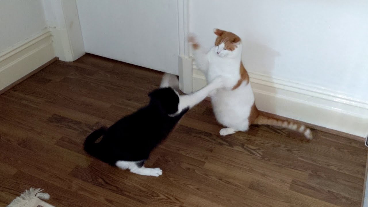Cats Play Fighting | 4K - YouTube
