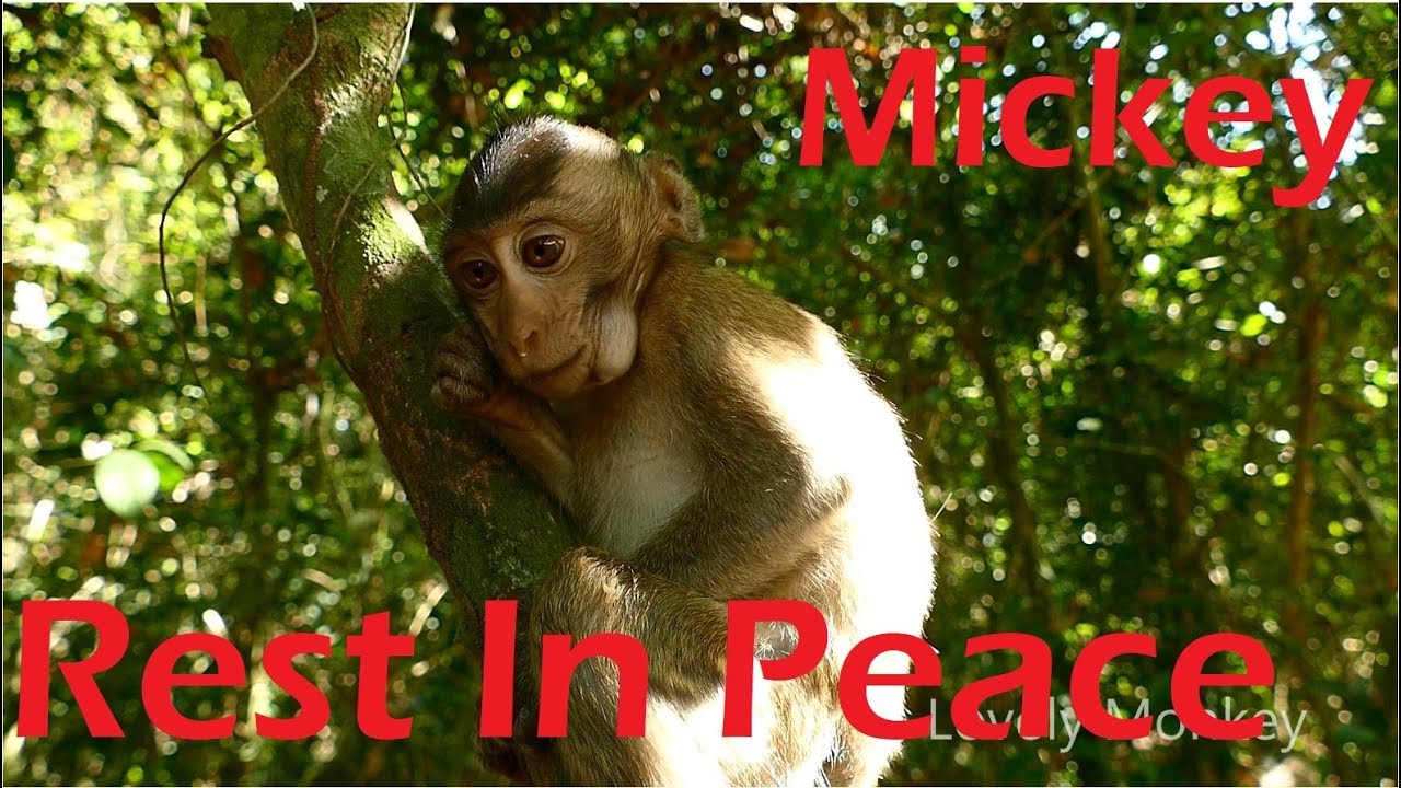 Say Good Bye Baby Mickey From This World! The Last Feeding Before Poor ...