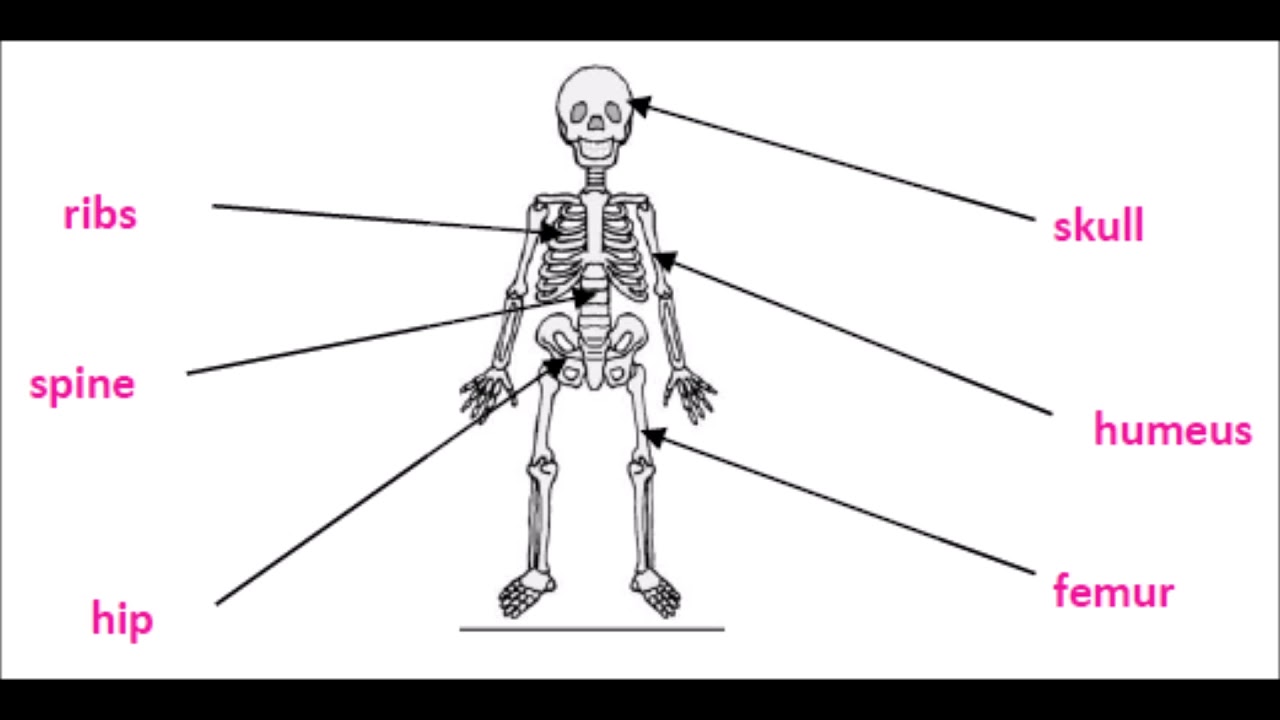 THE LOCOMOTOR SYSTEM - YouTube
