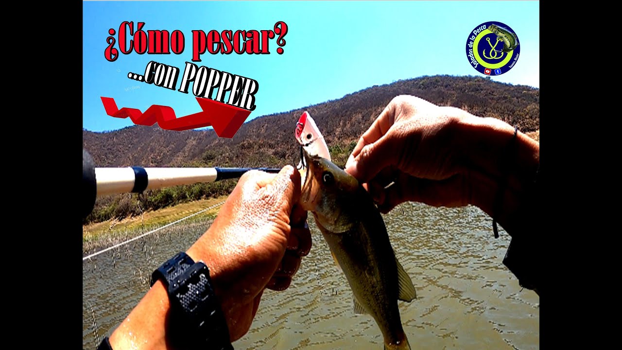 Cómo pescar lobinas con POPPER (pesca en superficie) - YouTube