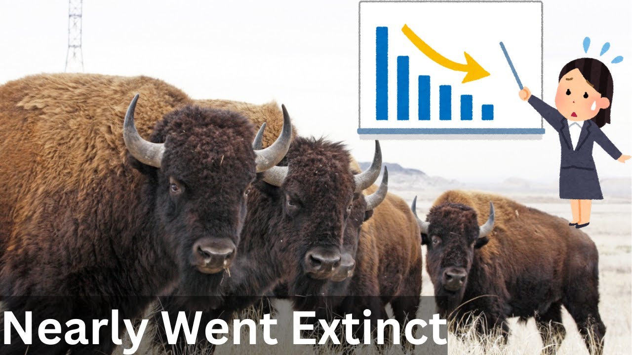 The Near Extinction & Comeback Of The American Bison - YouTube