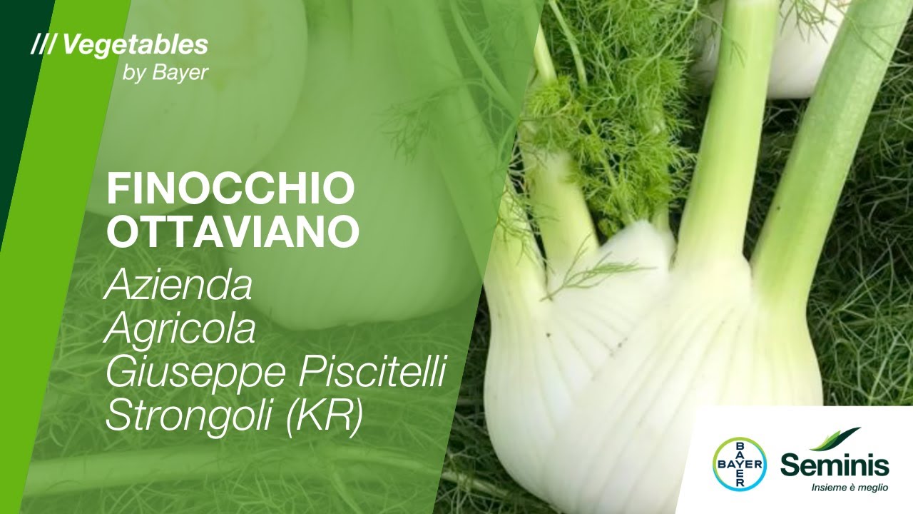 Il finocchio Ottaviano conquista il Sud Italia! - YouTube