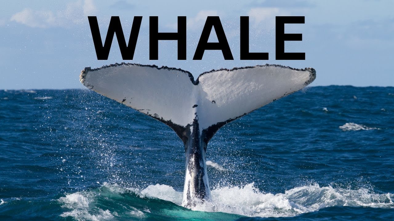 Whale - YouTube