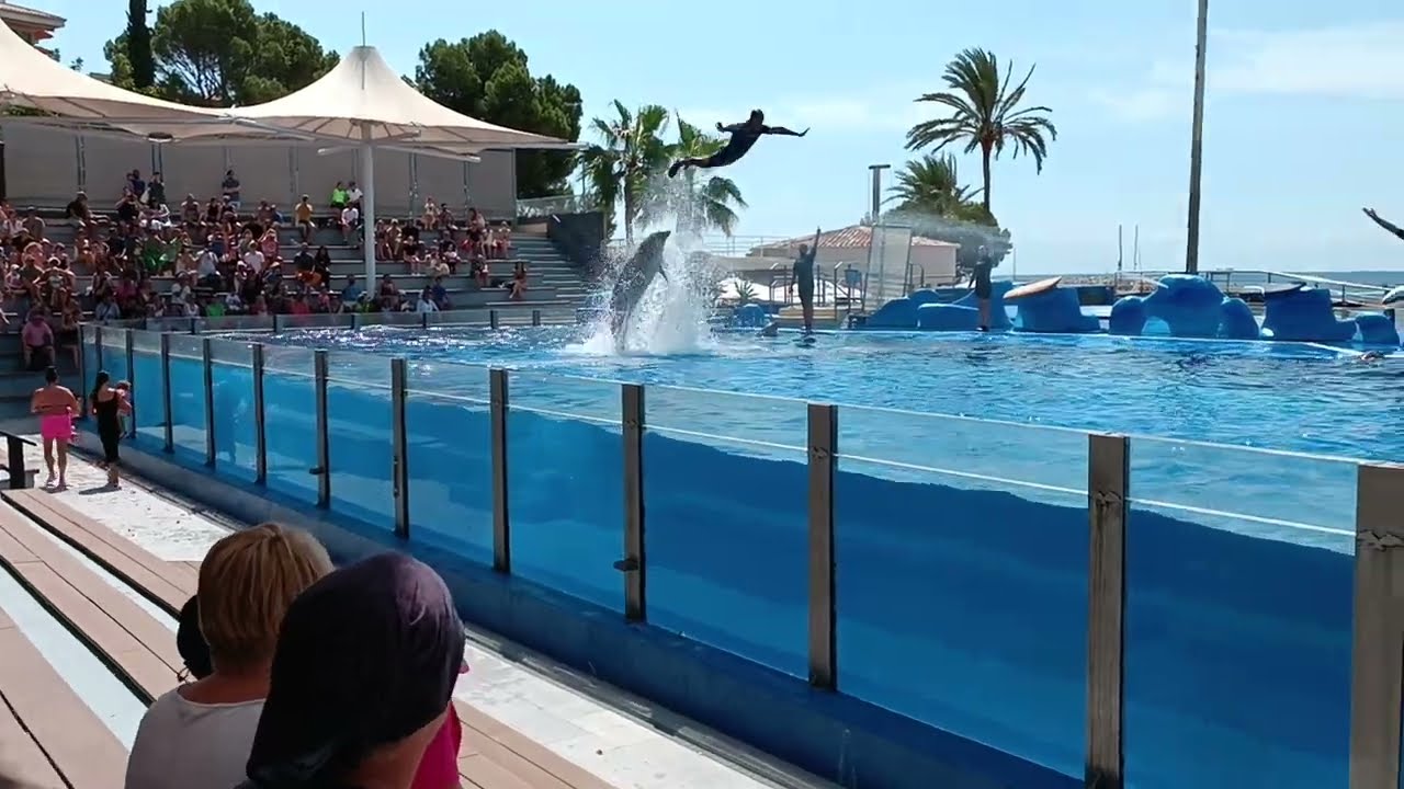 Marineland Majorca - Dolphin Show - YouTube