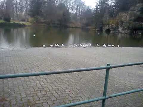 Facing the Council of Europe The Small Zoo, the sound of a donkey, is a very interesting image
