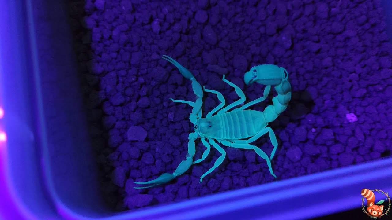 🦂 ¿Por qué brillan los escorpiones en la oscuridad? ¿Para qué sirve ...