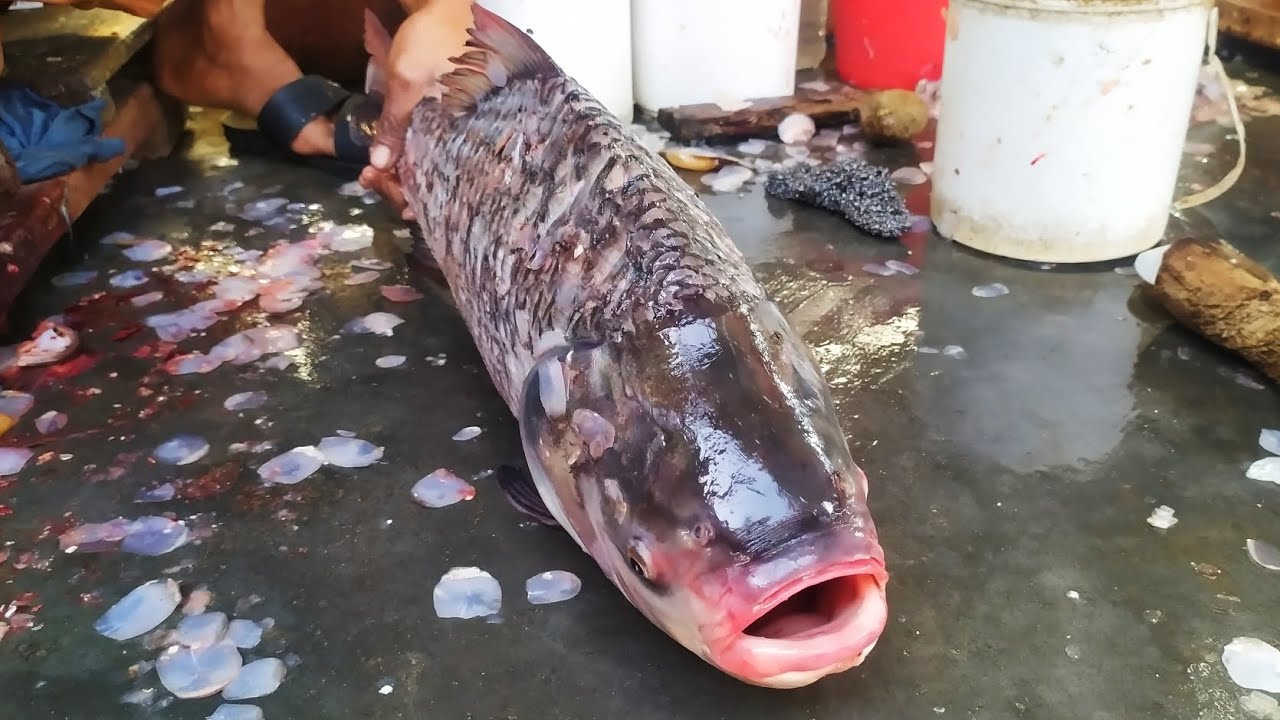 Big size katla fish cutting live video 👍 - YouTube