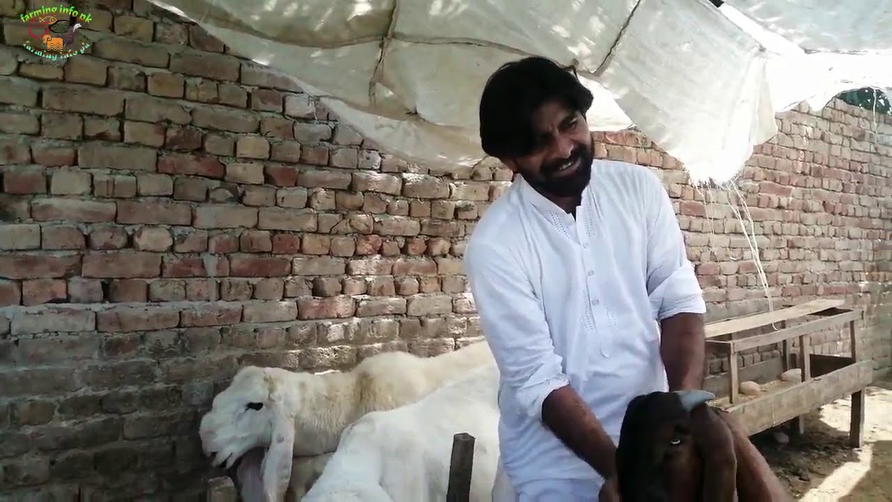 Goat farming in Pakistan!Goats feed!Awais Goat farm Sialkot!Anaar dana ...