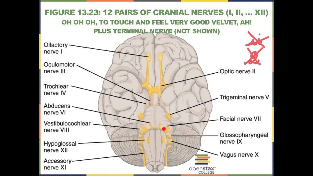 Peripheral Nervous System Cranial And Spinal Nerves Sensory Receptors peripheral-nervous-system-cranial-and-spinal-nerves-sensory-receptors
