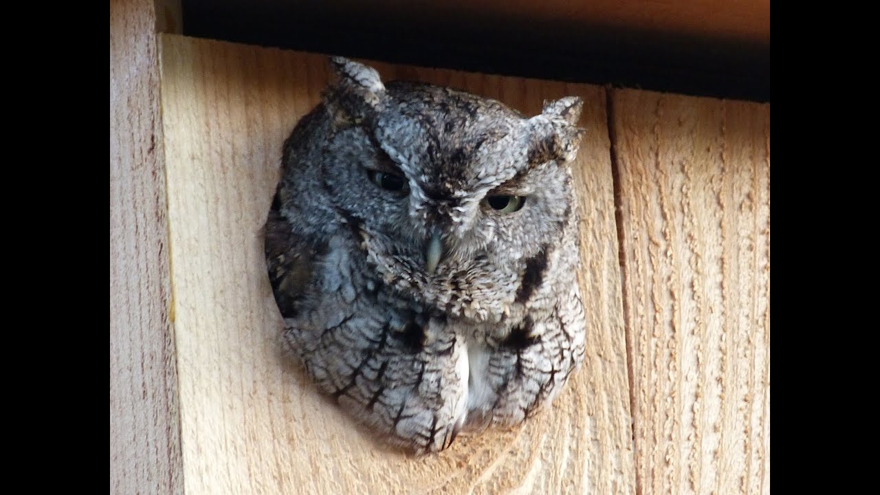 Owl box updates and fun facts - YouTube