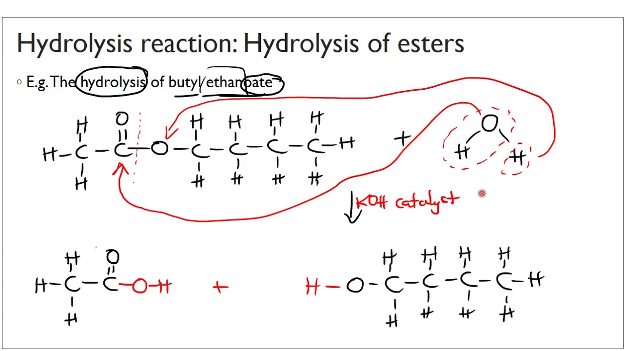 Organic Reactions: Condensation & Hydrolysis - YouTube
