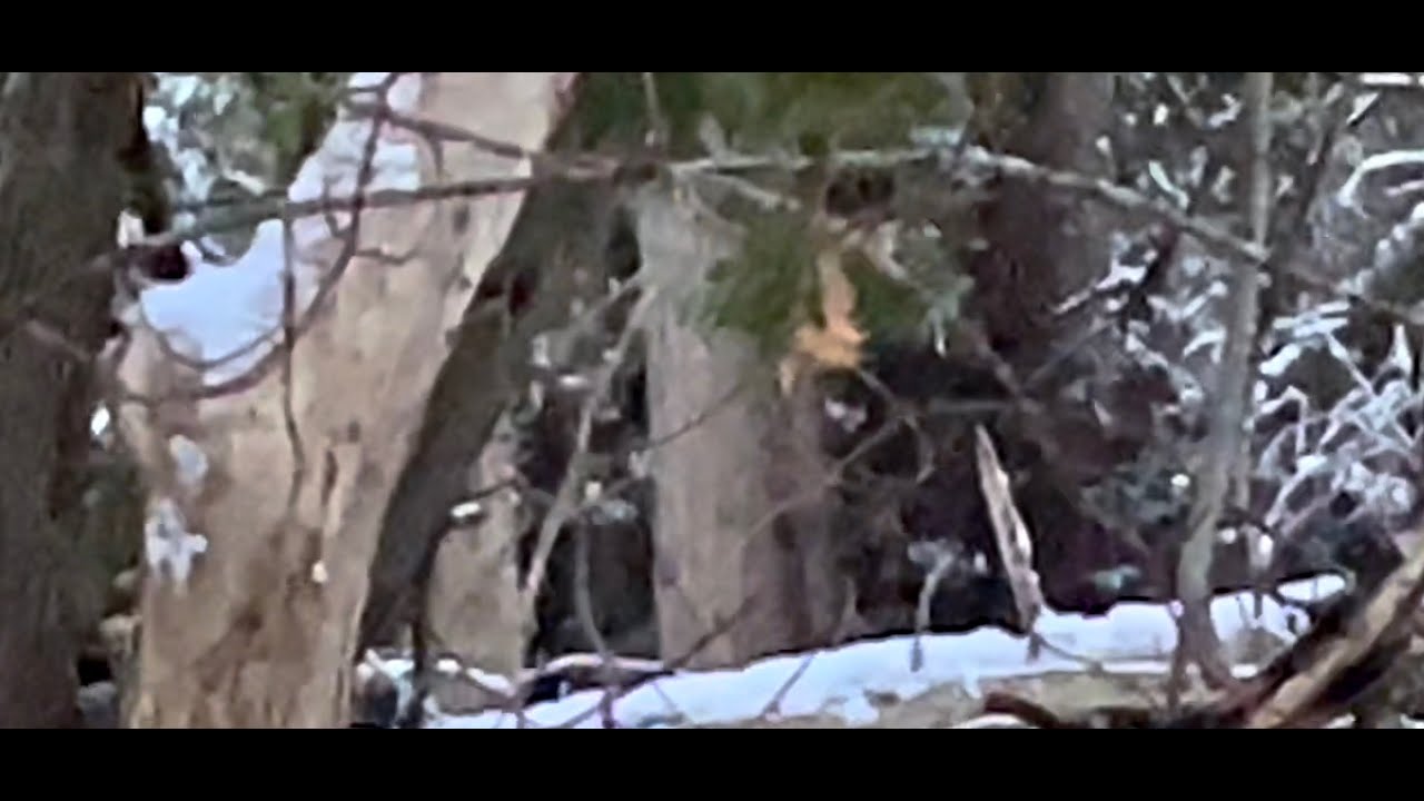 On The Farm #snowy #cryptids #farm - YouTube