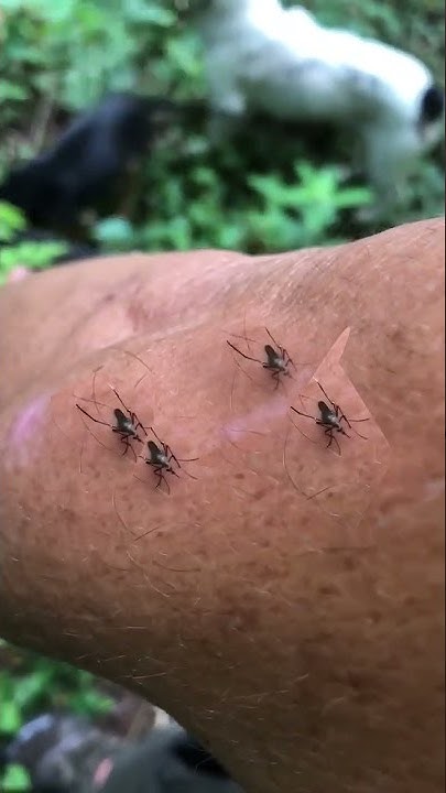 more mosquito bug explode - YouTube