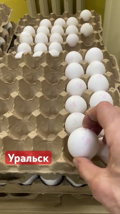 Золотые яйца! #казахстан #уральск #россия - YouTube