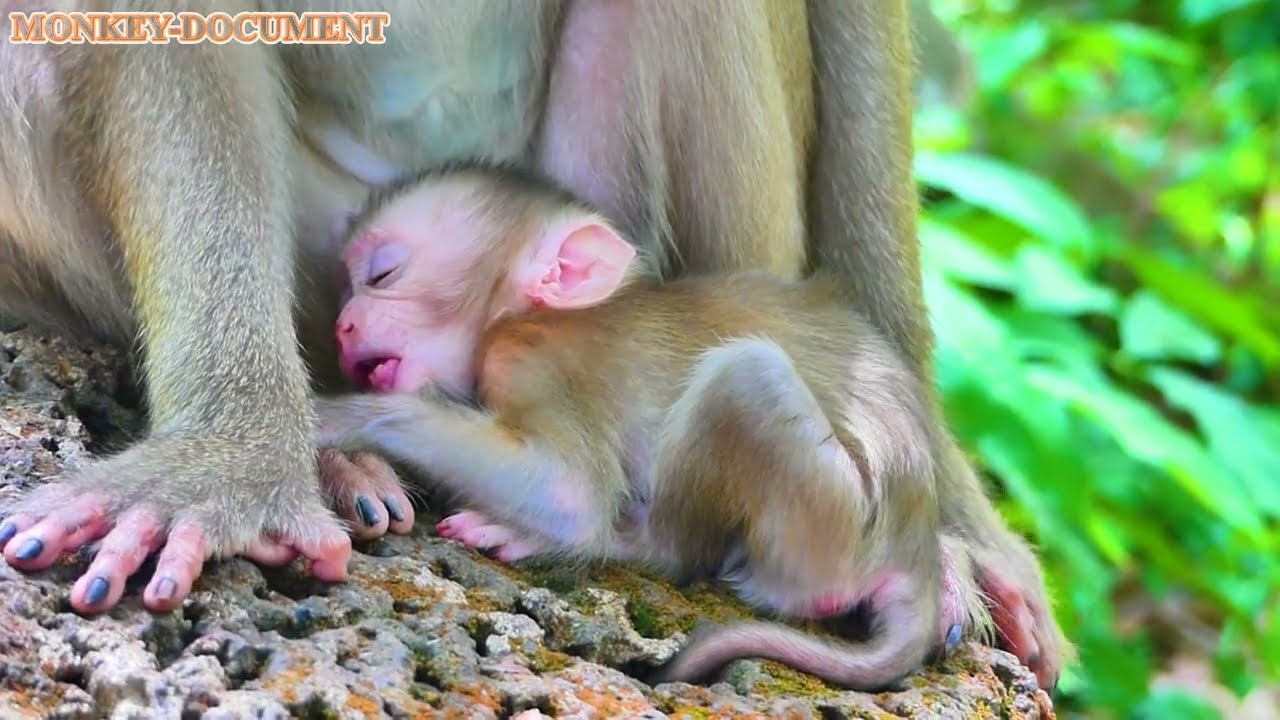 Oh Jenifer is C/rying to Shaking a Cute Lip During Hungry Milk ...