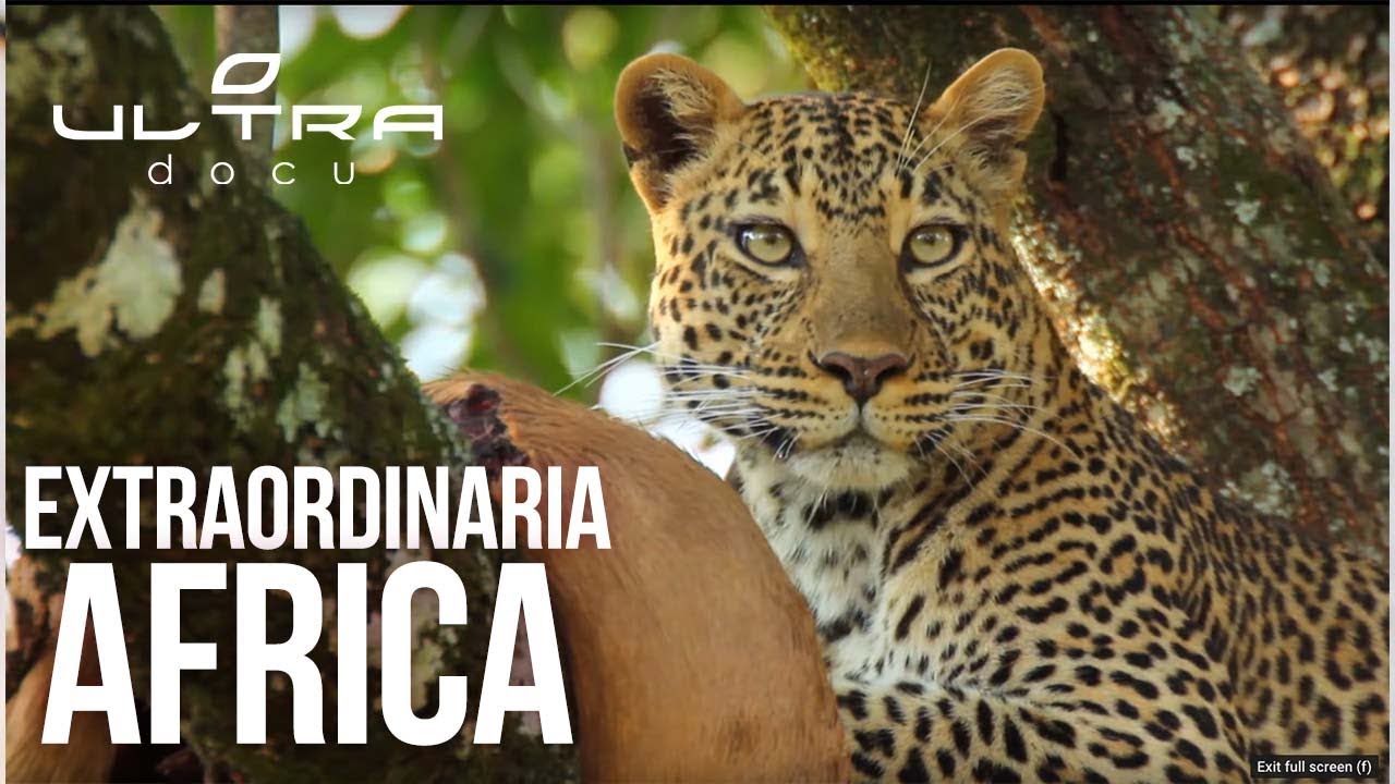 ULTRA DOCU | Programacion de Agosto - YouTube