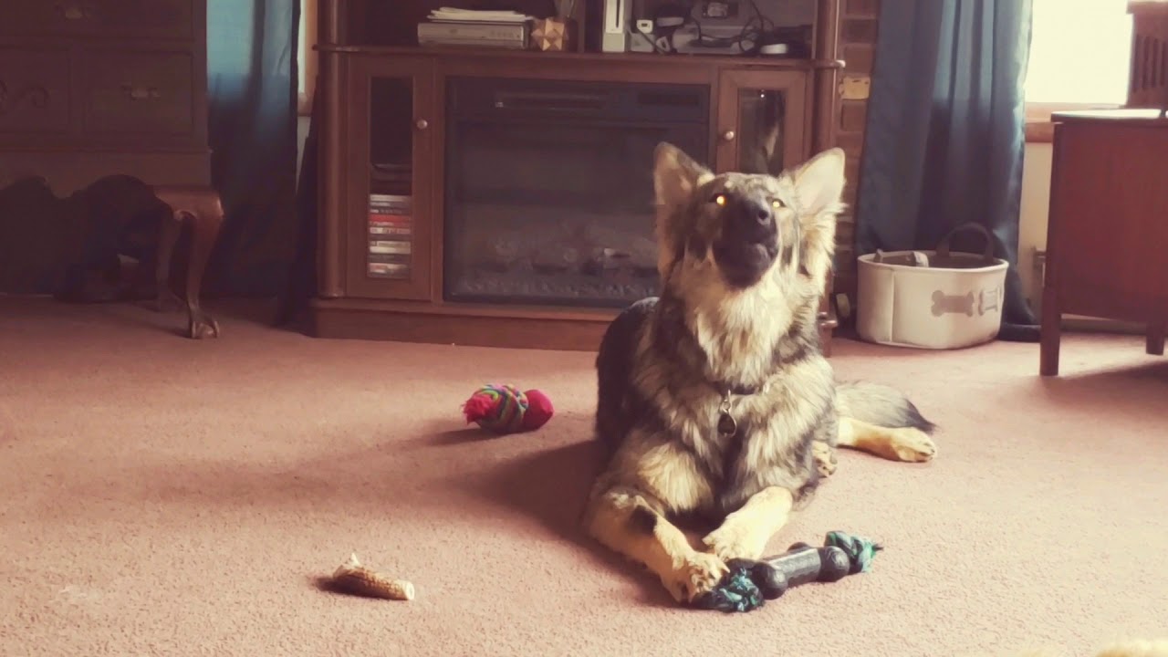 Howling with a house wolf - YouTube