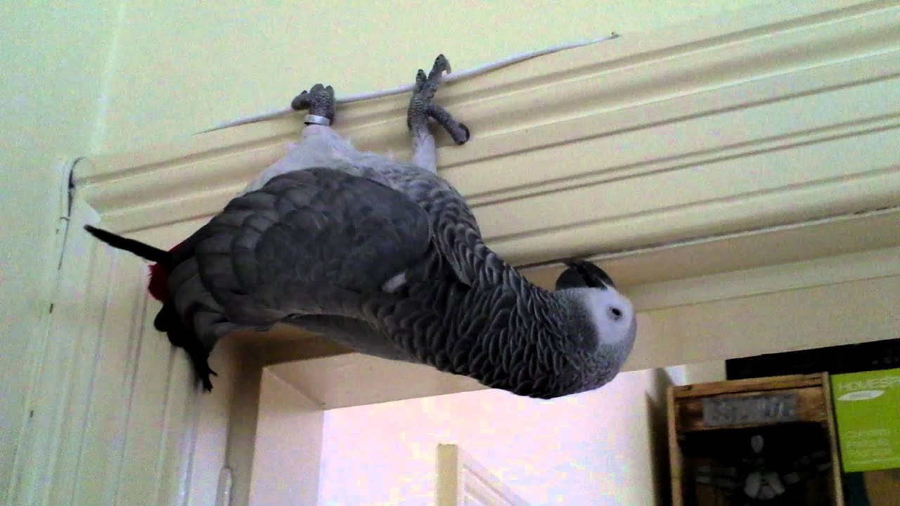 climbing parrot - YouTube