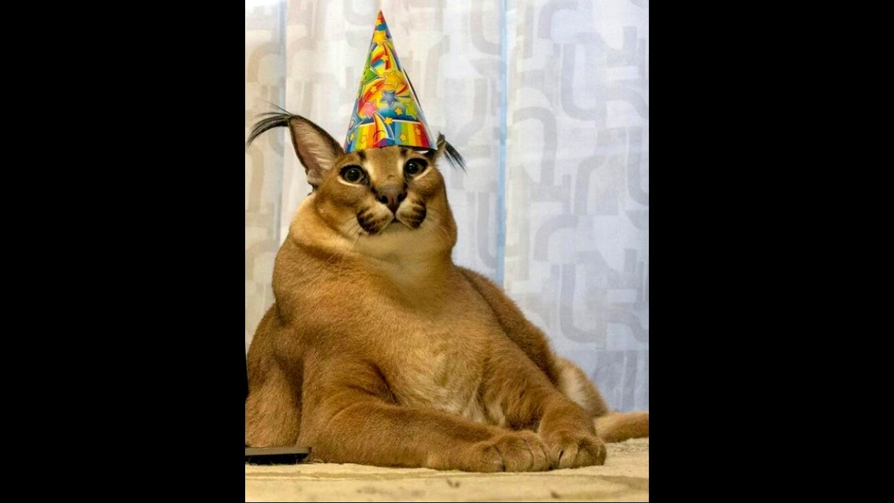 Floppa Meow Celebration - YouTube