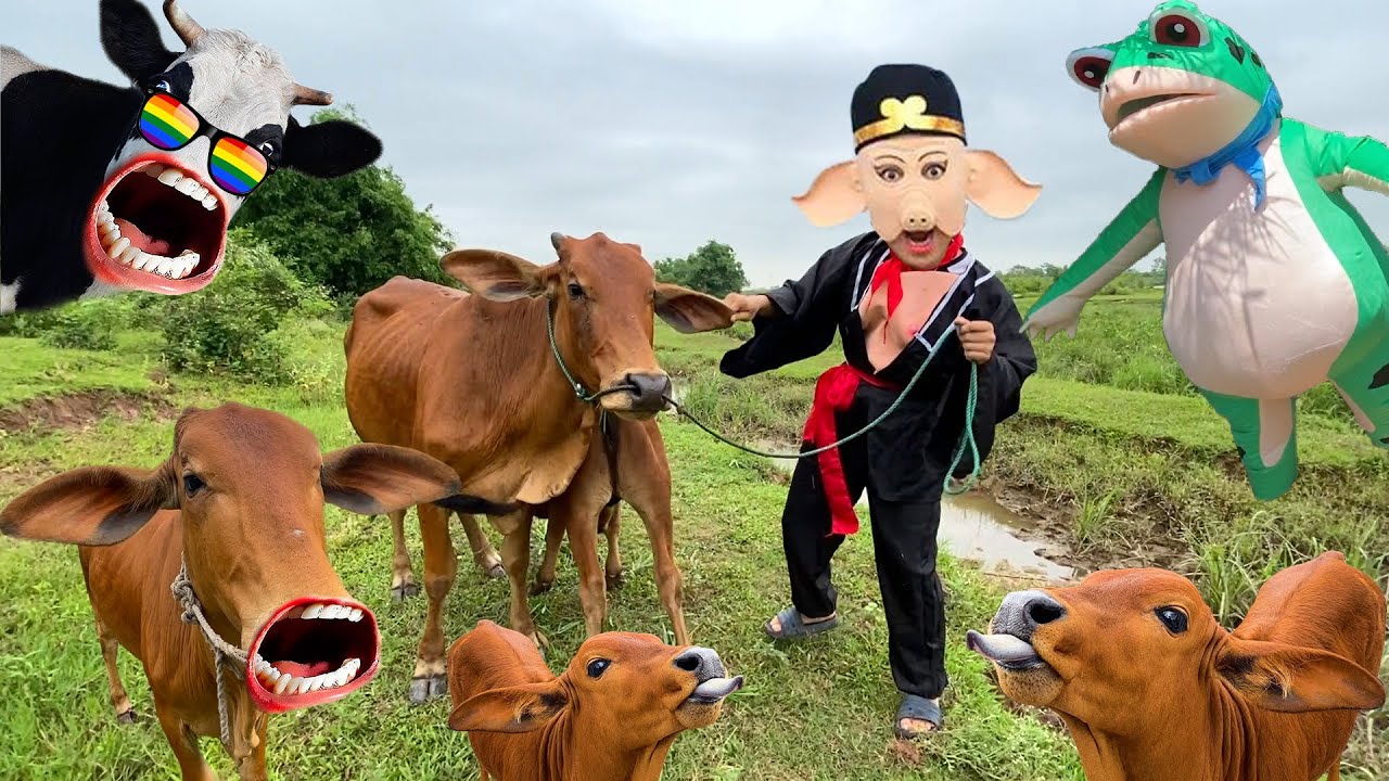 FUNNY COW DANCE | COW SONG & COW VIDEOS - YouTube