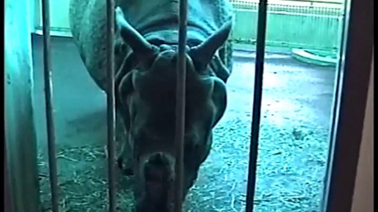 Philadelphia Zoo Pachyderm House - YouTube