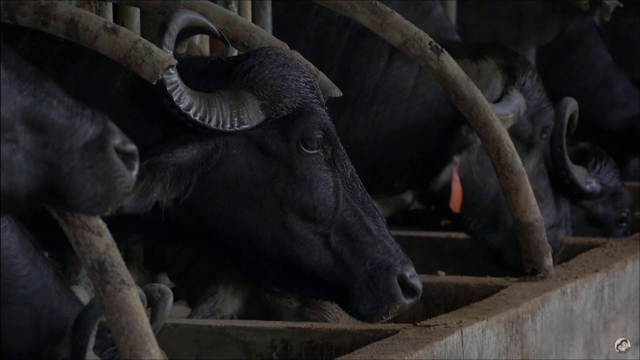 We Tried Milking Carabaos at Ubay Dairy Farm - YouTube