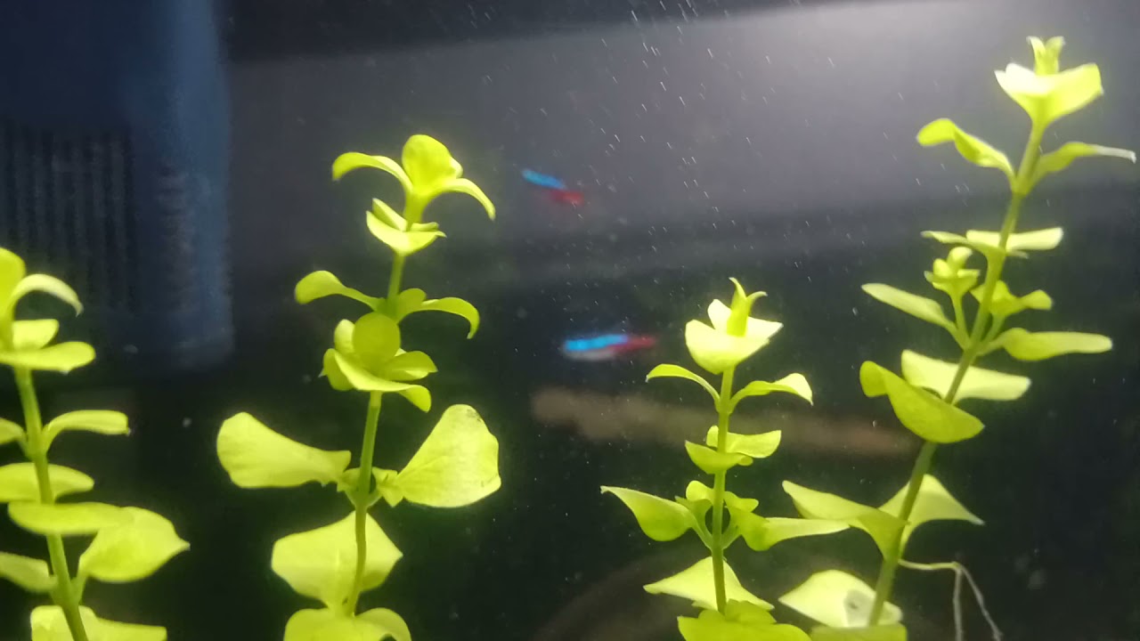 Nouveau poisson néon bleue 🐟 - YouTube