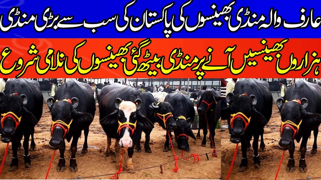 Today Buffalo Fresh Retes Update - Arifwala Mandi - Nili Ravi Buffalo ...