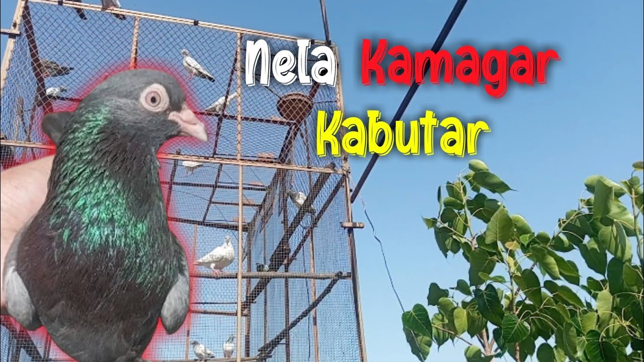 Neela kamagar Kabootar | Two wild pigeons sat on my roof||Daily pigeon ...