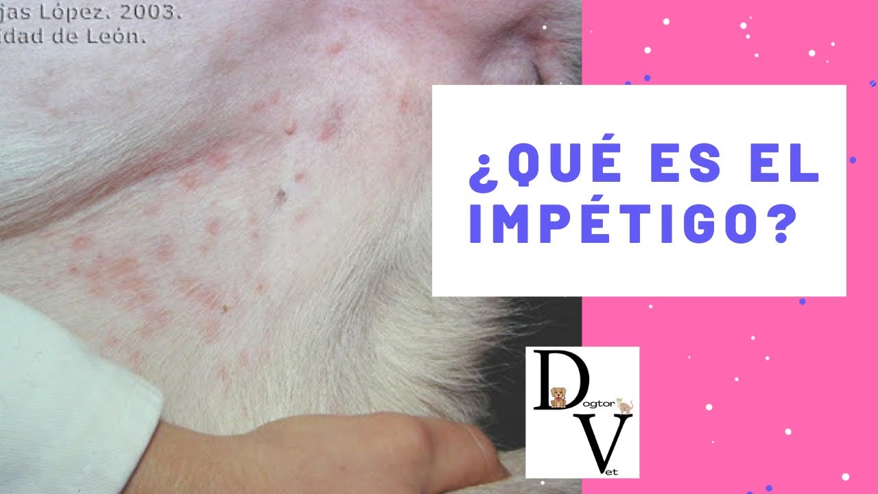 Qué Causa El Impétigo En Los Perros