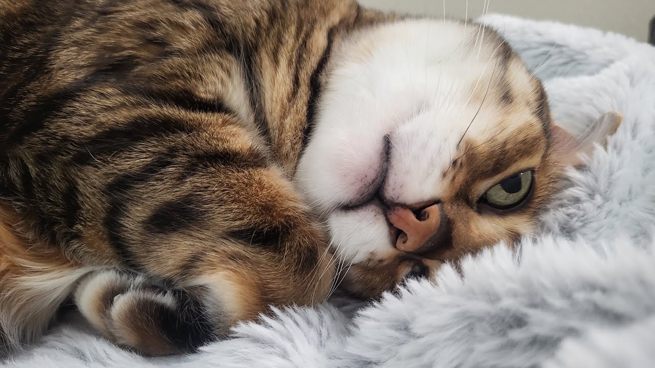 Have I Found A Real Life Minecraft Cat? - YouTube