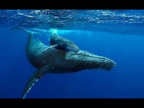 Baleine reproduction - YouTube